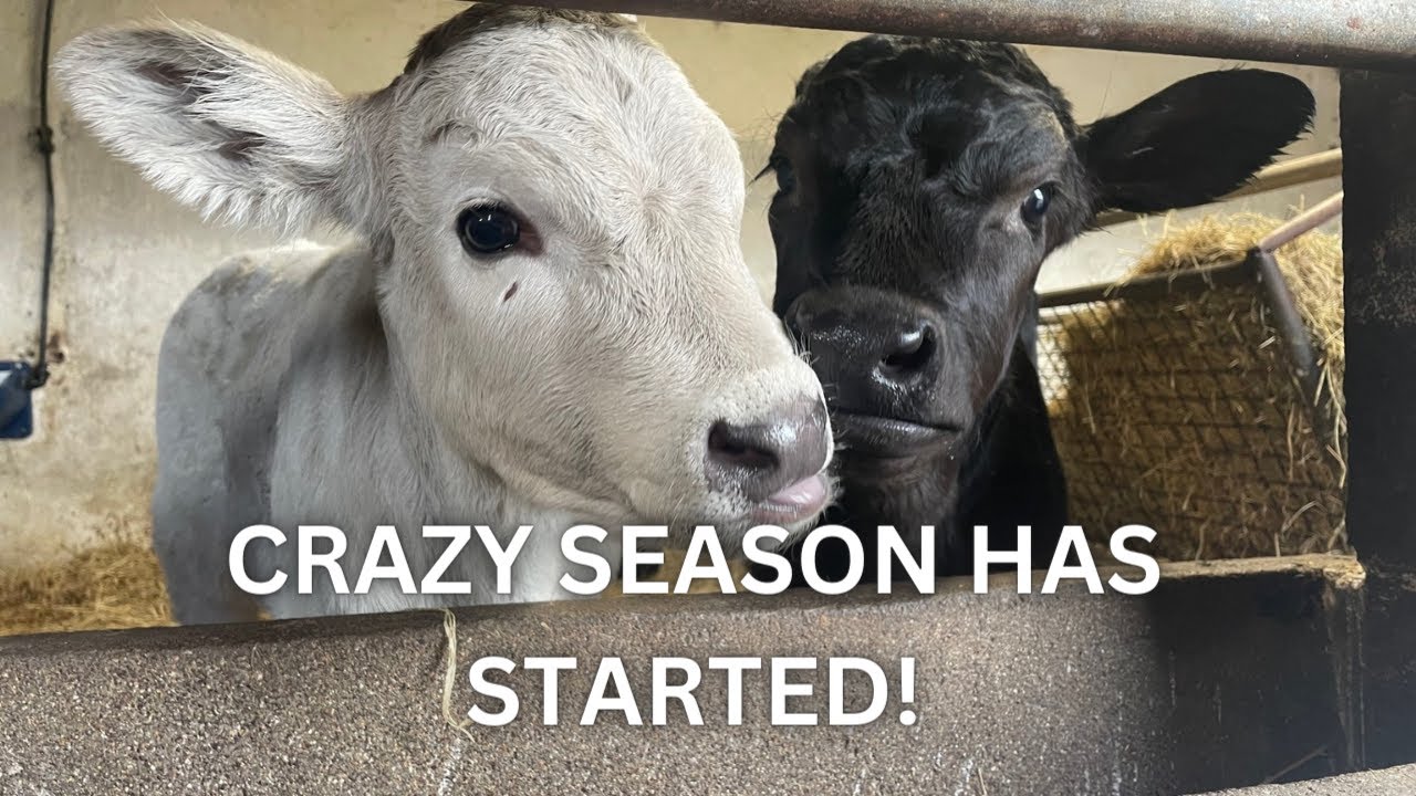 CALVING SEASON ON THE FARM, AN UPDATE ON THE CALVES ! - YouTube