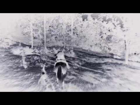 RDR2 Is Five Years Old And It Still Broken - YouTube