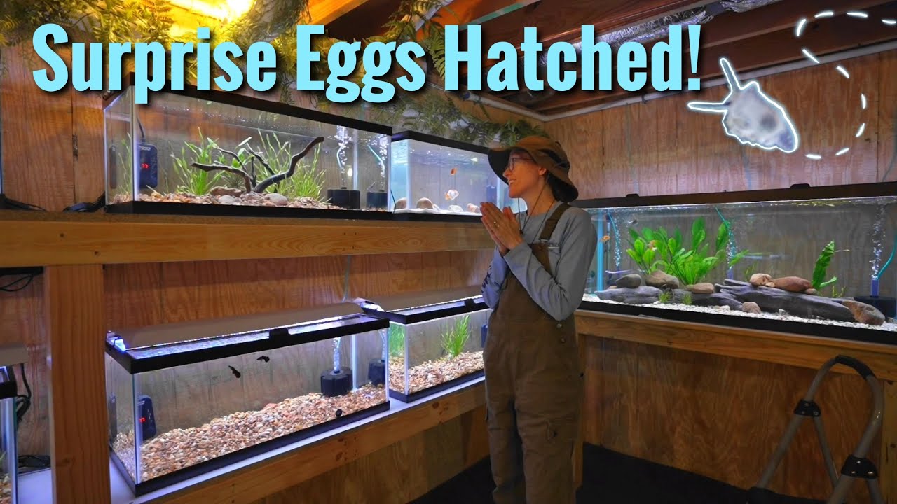 Surprise Eggs Hatched in the Fish Room - YouTube