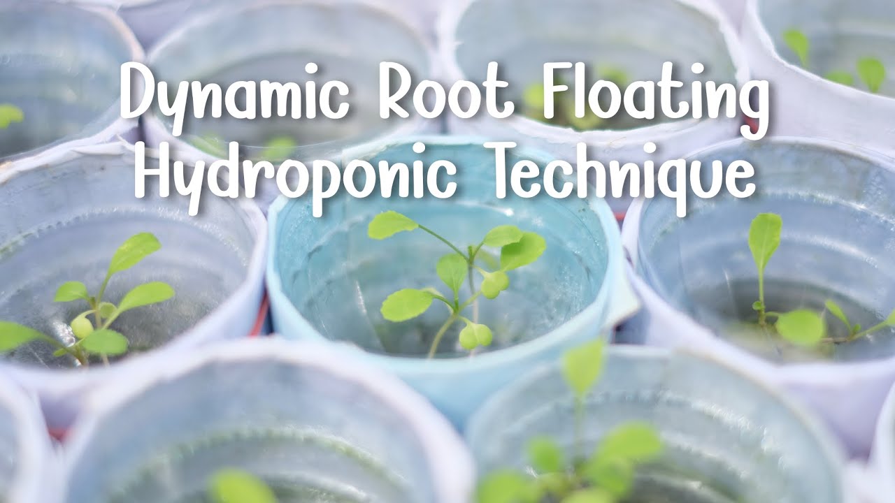 วันนี้พามาชมผักไทยที่ปลูกโดยวิธี Dynamic Root Floating Hydroponic ...