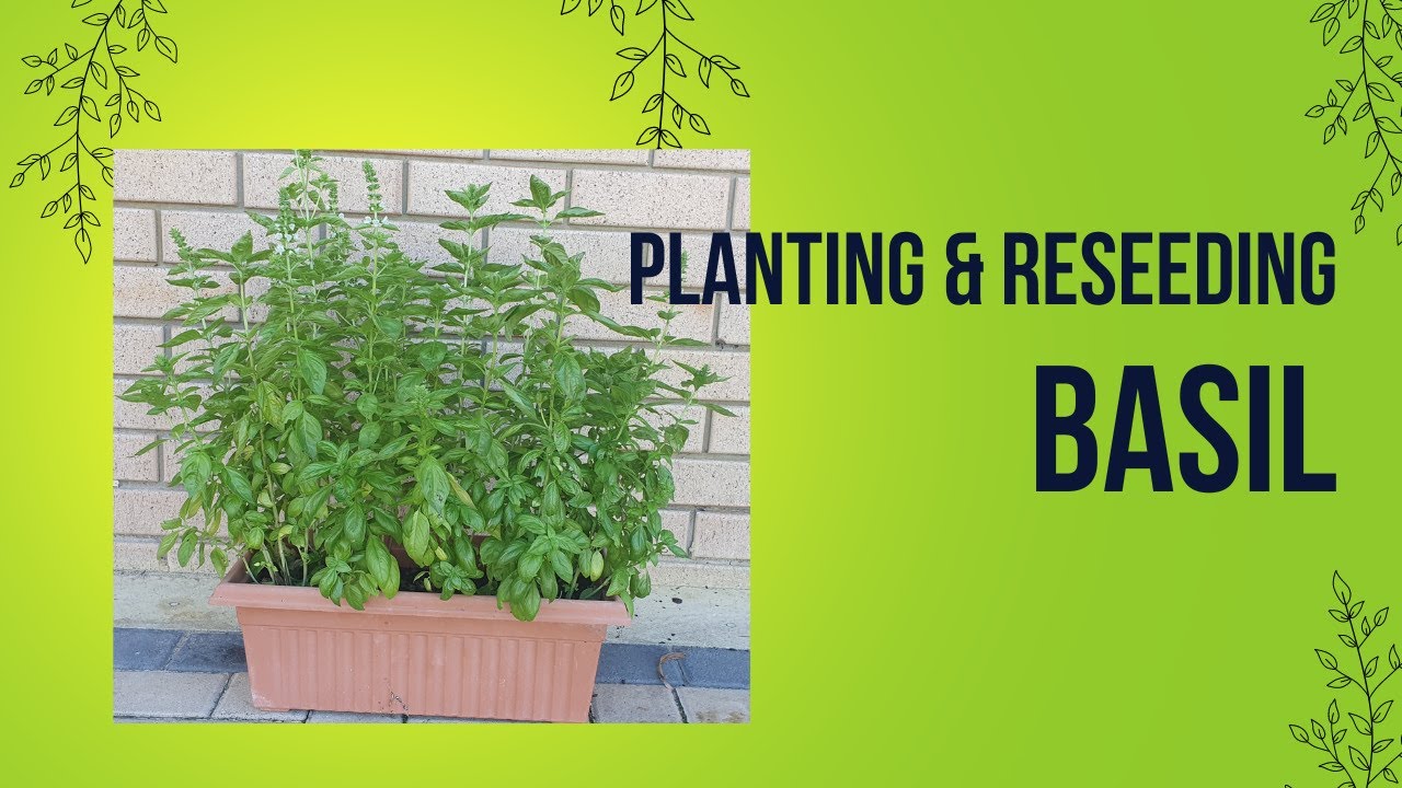 Planting & Reseeding Basil - YouTube