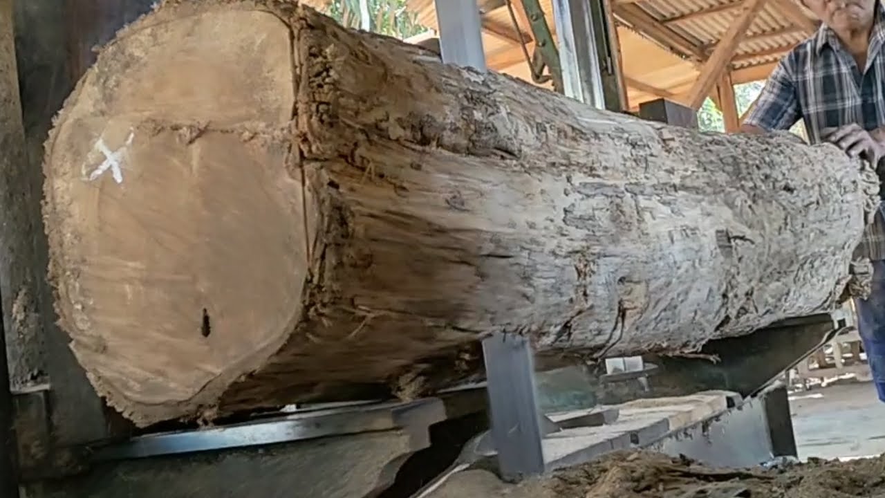 Prices increase for teak wood with beautiful grain - YouTube