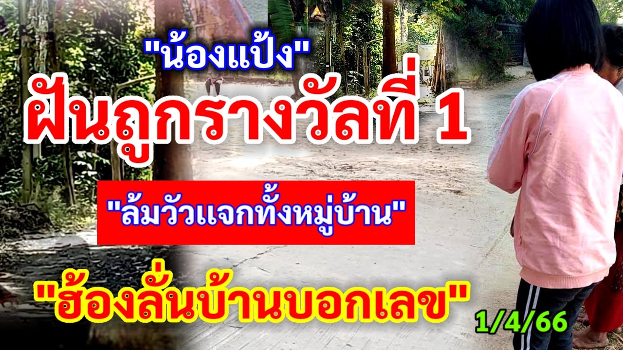 #ฝันถูกรางวัลที่1 "ล้มวัวเเจกชาวบ้าน" | #ฮ้องลั่นบอกเลข "บน+ล่าง" 1/4 ...