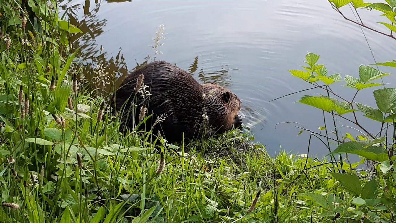 Beaver Munching on Greens - YouTube