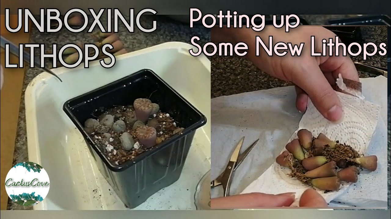 UNBOXING batch of young LITHOPS POTTING UP Using Simple Basic temporary ...