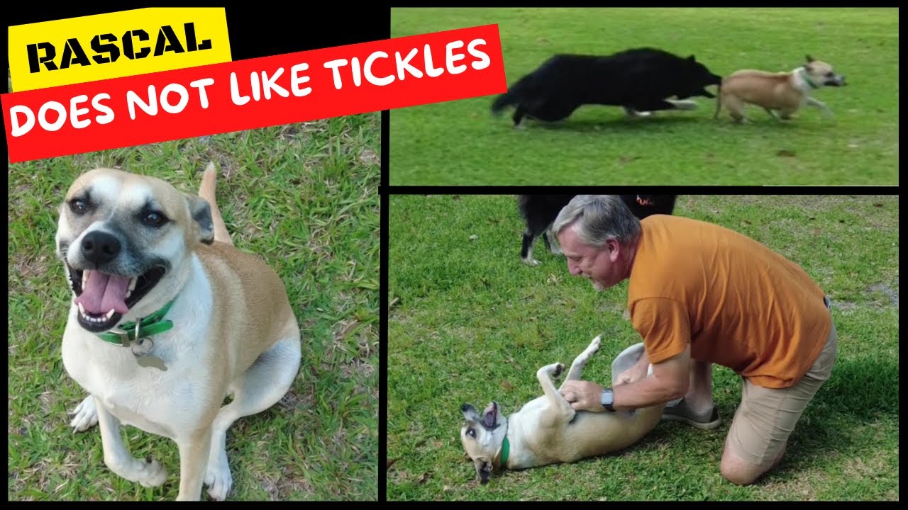 Our Dog Rascal Loves Tickles, Running and Play Time - YouTube