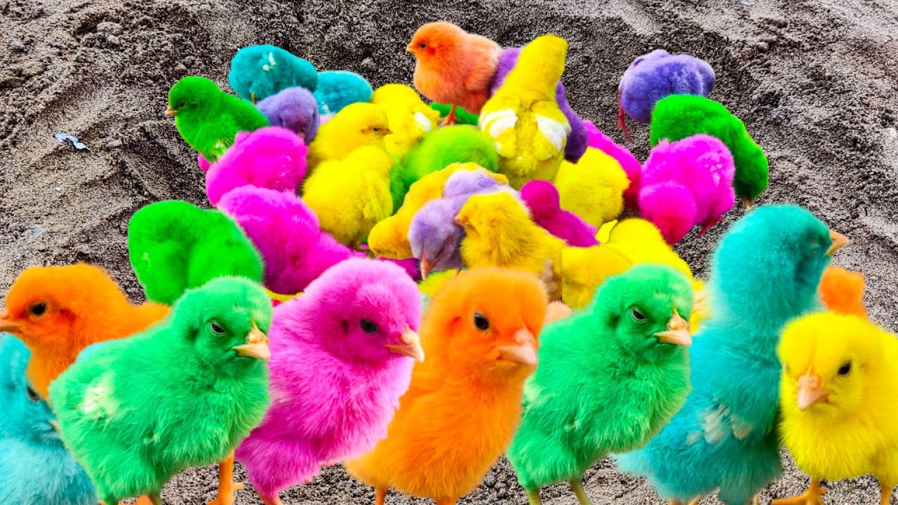 Cute Chickens, Colorful Chickens, Rainbows Chickens, Cute Ducks, Cat ...