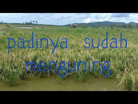 Padi Semakin Merunduk sudah Siap di Panen - YouTube