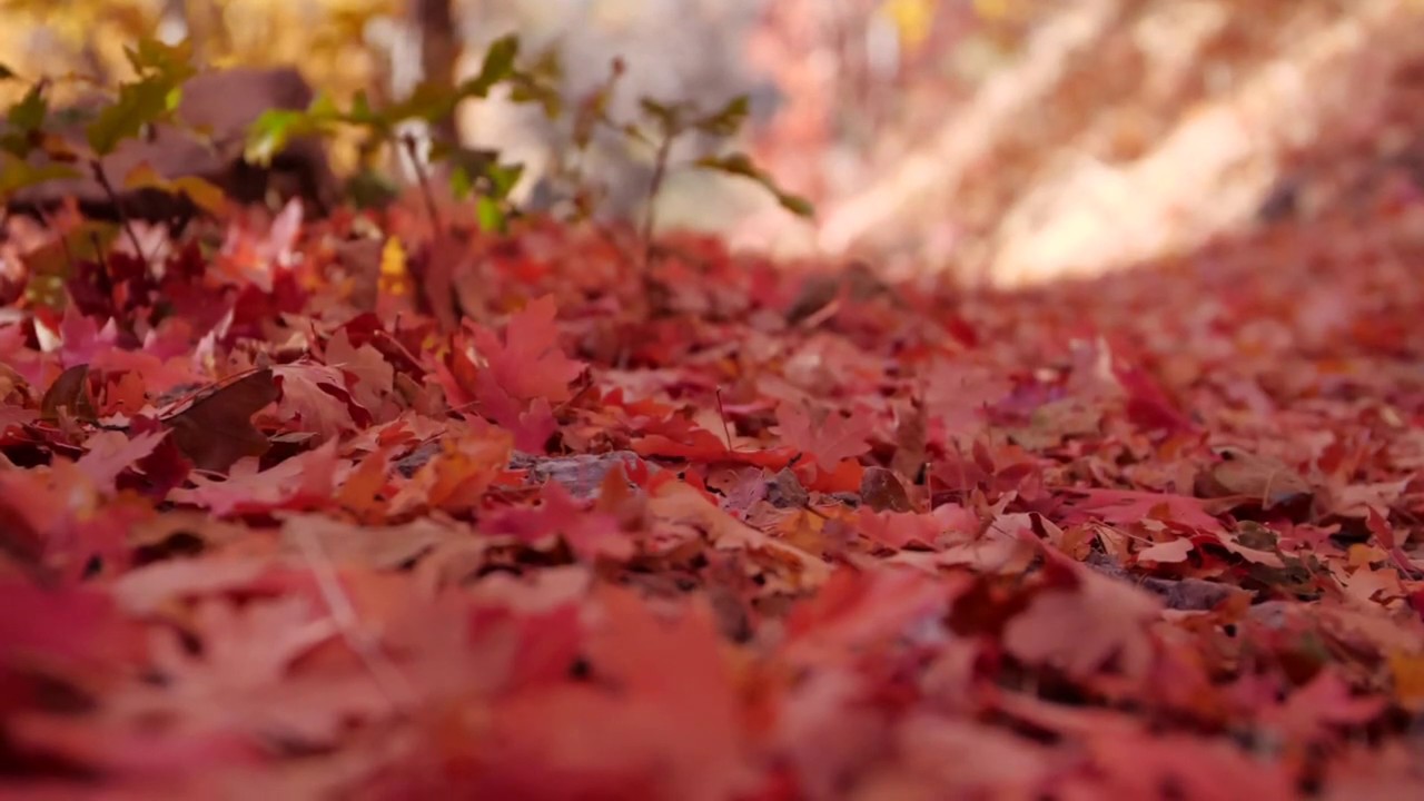 Fall Is Here | Reel Good Video - YouTube