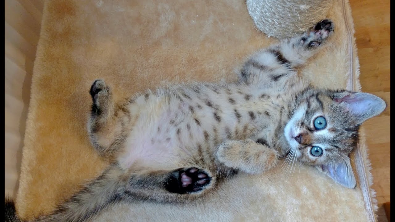 Funny kitten chasing cat´s tail - The cutest cats playing - YouTube