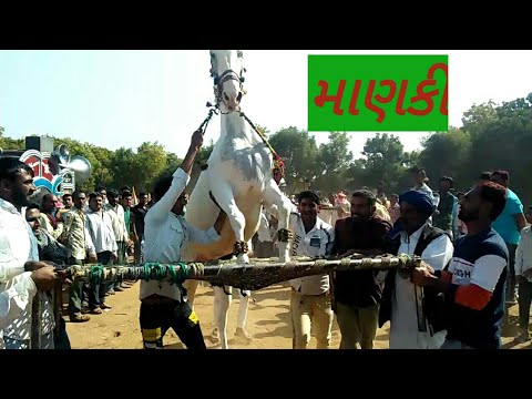માણકી, माणकी, Manaki Horse Dance, Saudagar Farm, Kalol, Gujarat, Rasik ...