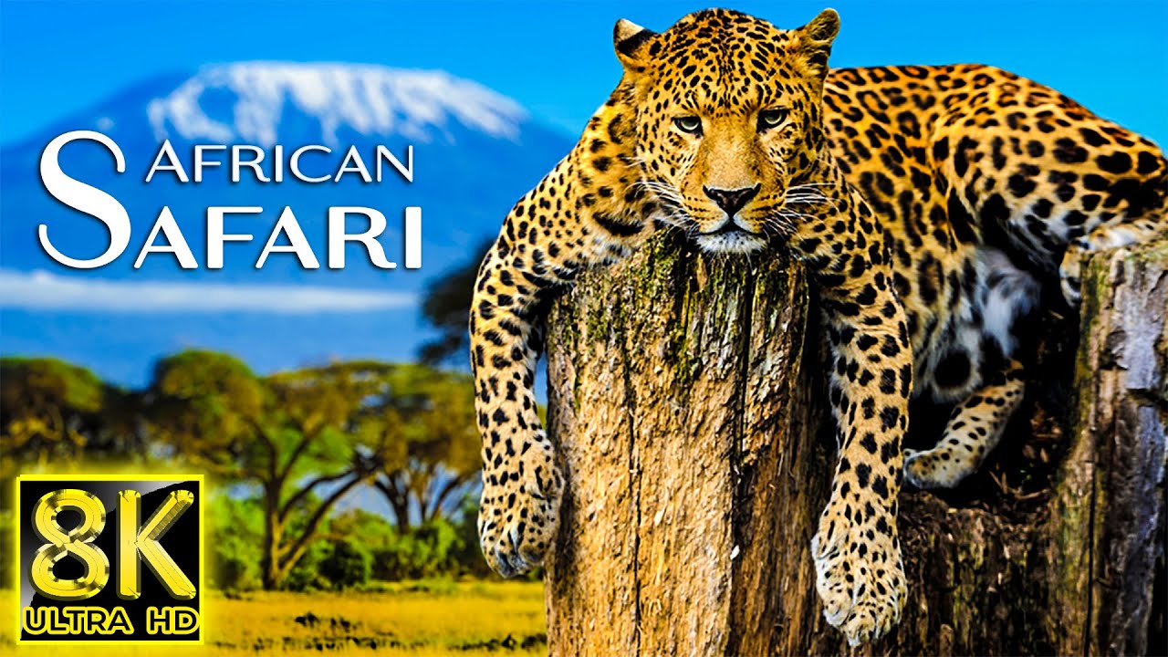 African Safari in 8K ULTRA HD - Scenic Wildlife Film With African ...