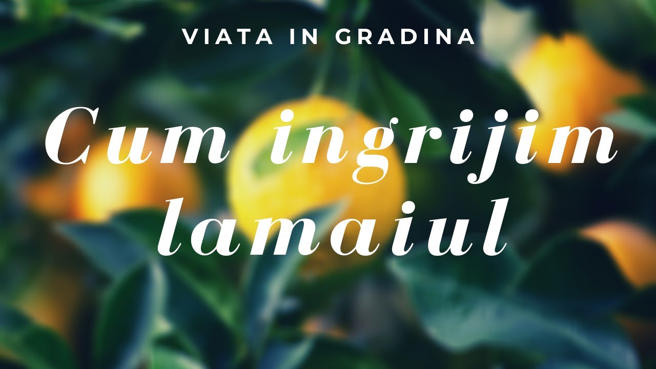 Citricele | Cum sa ingrijim lamaiul | VIATA IN GRADINA - YouTube
