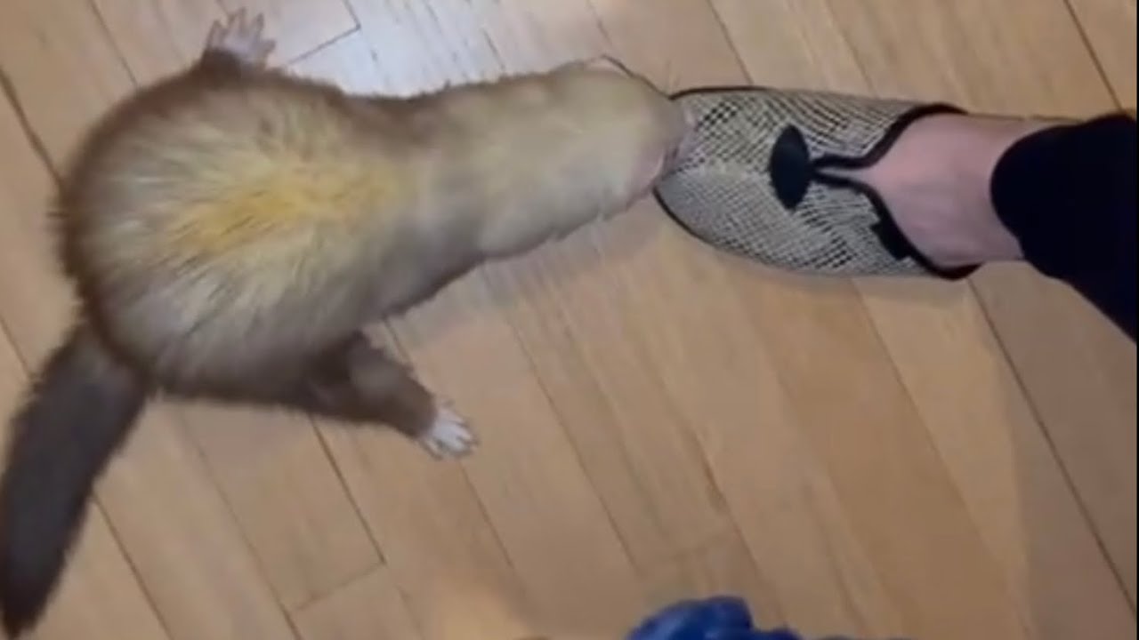 Funny Ferret Dance. Slipper Shuffle 😂 Cinnamon - YouTube