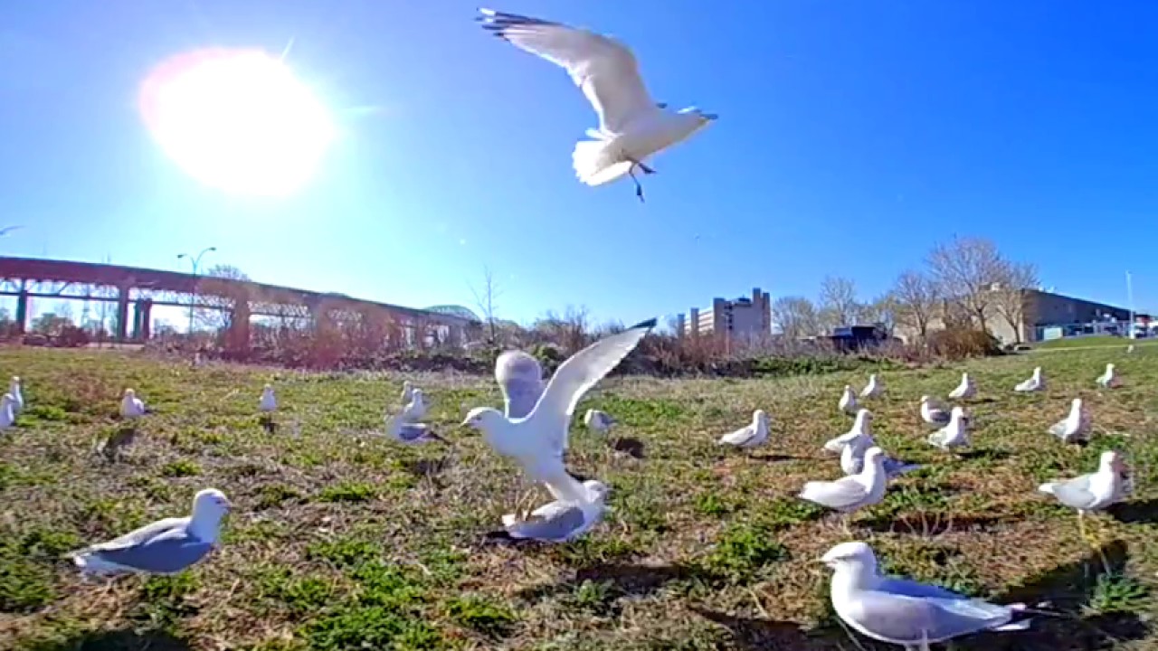 VR 360 Bird Swarm - YouTube