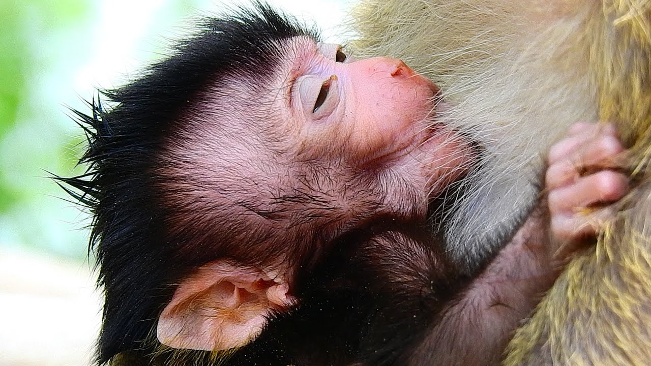 SO SWEET AND YUMMY MILK. CUTIES BLAZE SO ADORABLE WHEN TRY HUG MOM GET ...