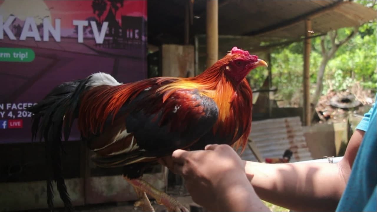 SIGNATURE BLOODLINE HIRAW - YouTube