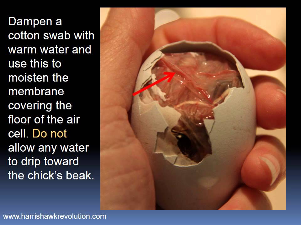 Hatching an Egg - YouTube