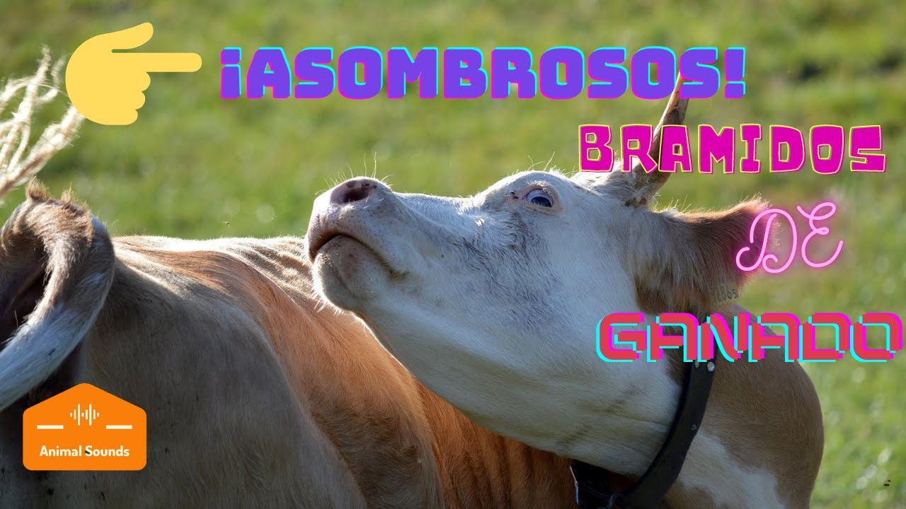 🐮SONIDO de BECERRO y VACAS MUGIENDO y GRITANDO en MOVIMIENTO para NIÑOS ...