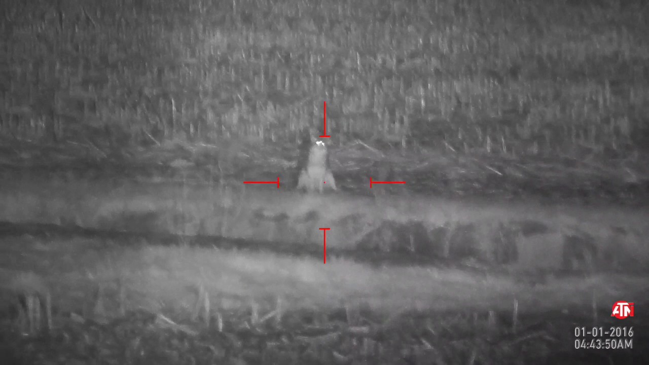 Coyote Hunting at Night - 111 Coyote Kills - YouTube