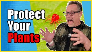 Simple Tips for Keeping Spider Mites and Other Pests Out of Your Grow