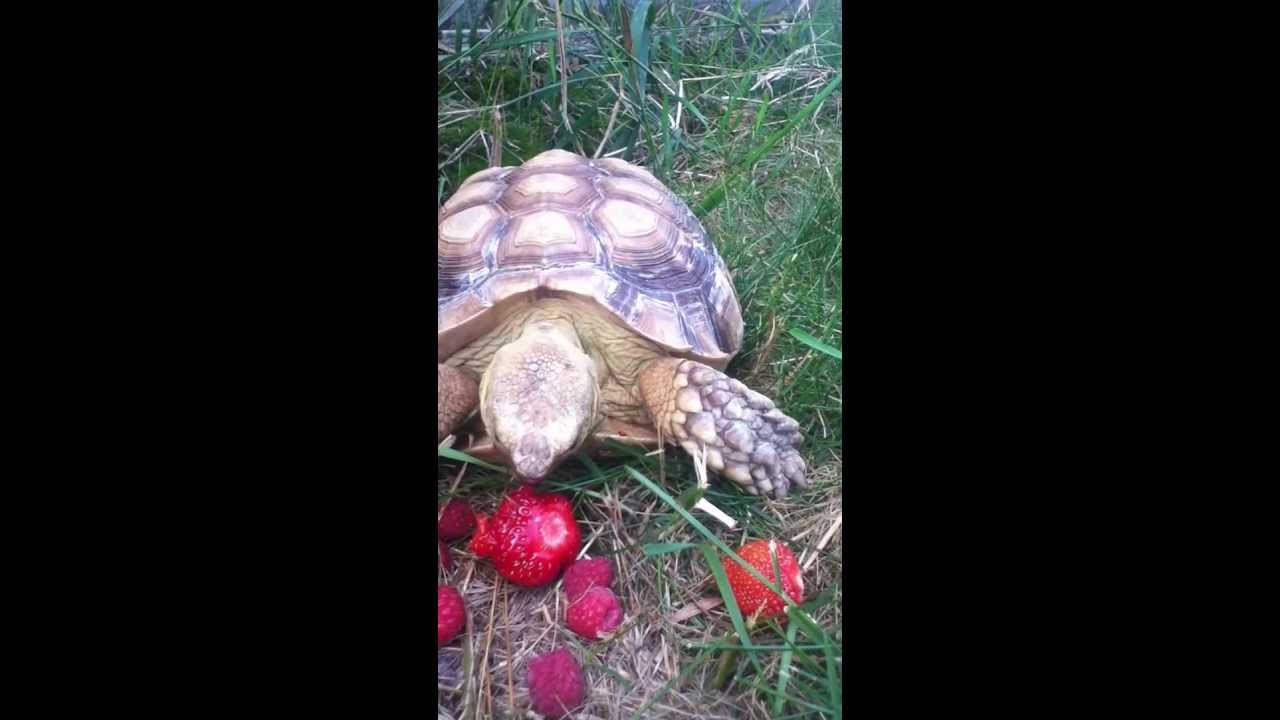 Turtle eating raspberries - YouTube
