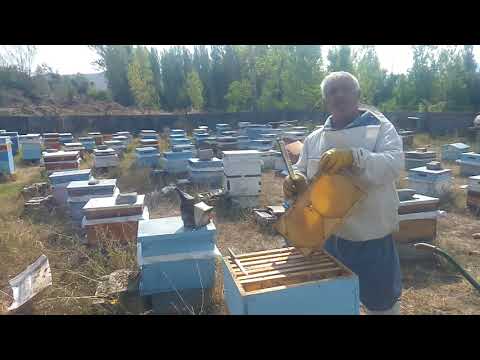 Erzincan Çayırlı Balıklı Köyü Bal Hasadı