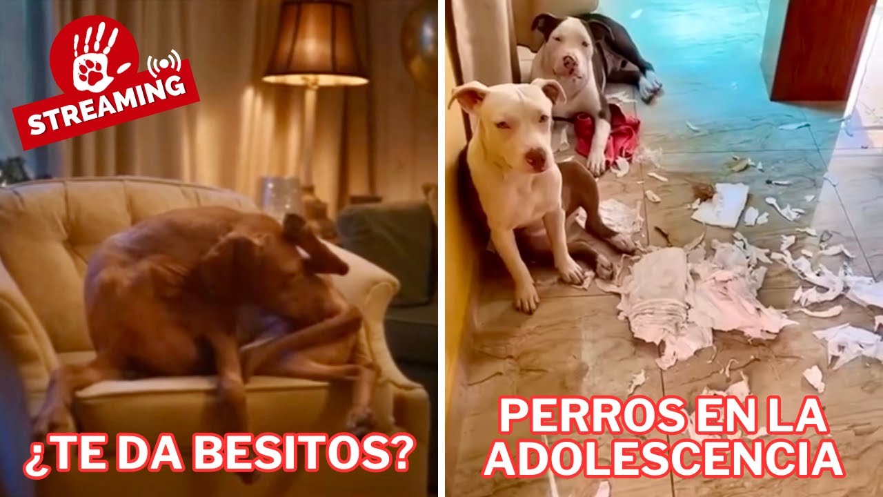 4 SEÑALES de un perro ADOLESCENTE 😱 | ¿Qué hago con este vecino? | ¿Tu perro te da BESITOS? 😘 ...