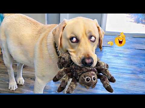 Impossible Not To Laugh 😂 Funniest Dogs On The Internet!
