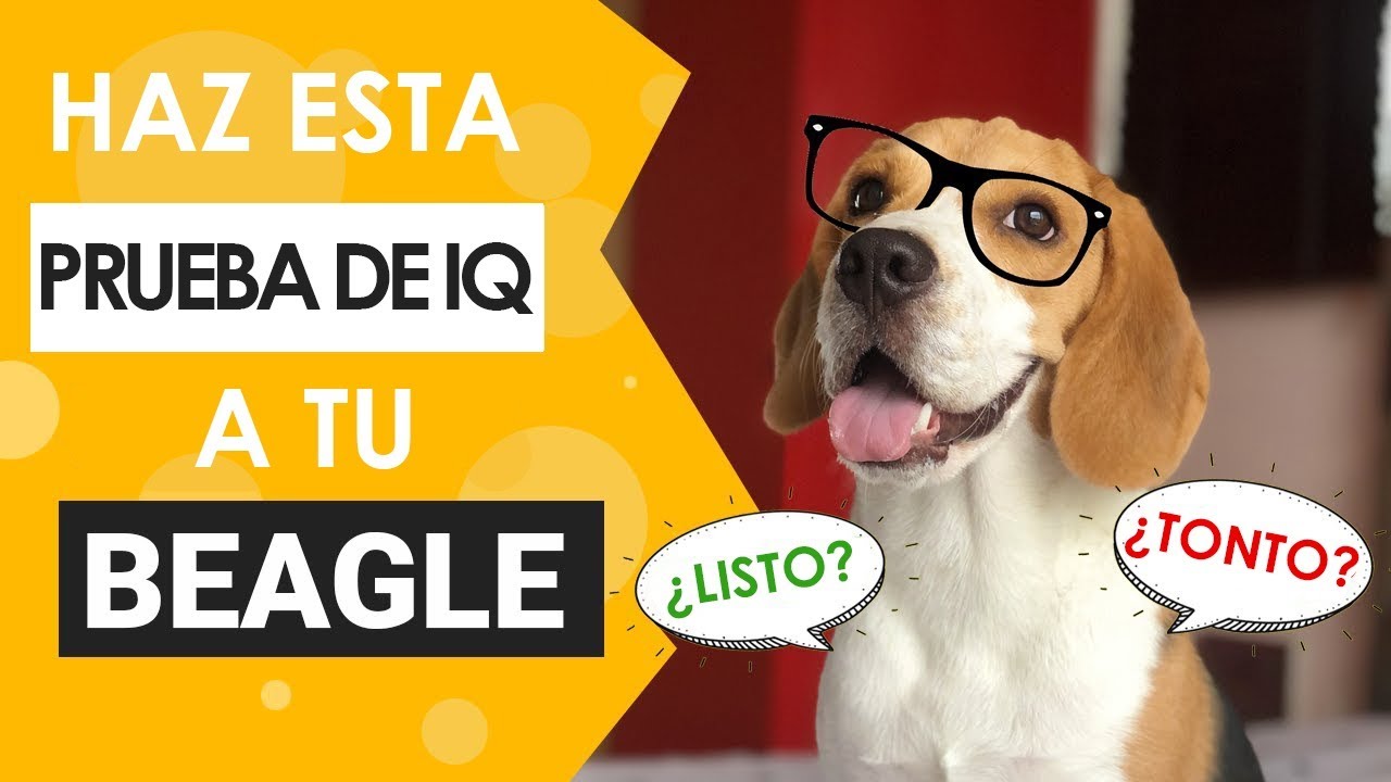 ¿Qué tan inteligentes son los BEAGLES? | Haz esta prueba para medir su ...