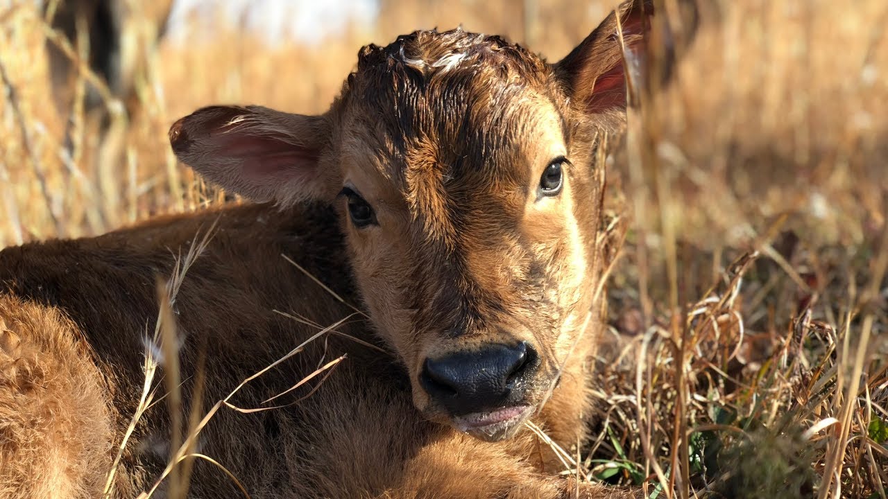 Appalachian ASMR | Homesteadin' a Hundred Animals | Day Time | Spring ...