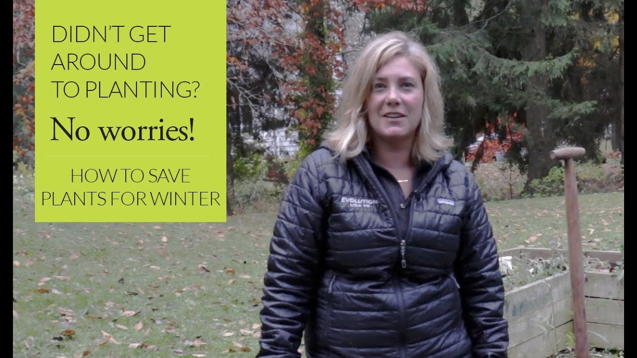 How to heel in plants - YouTube