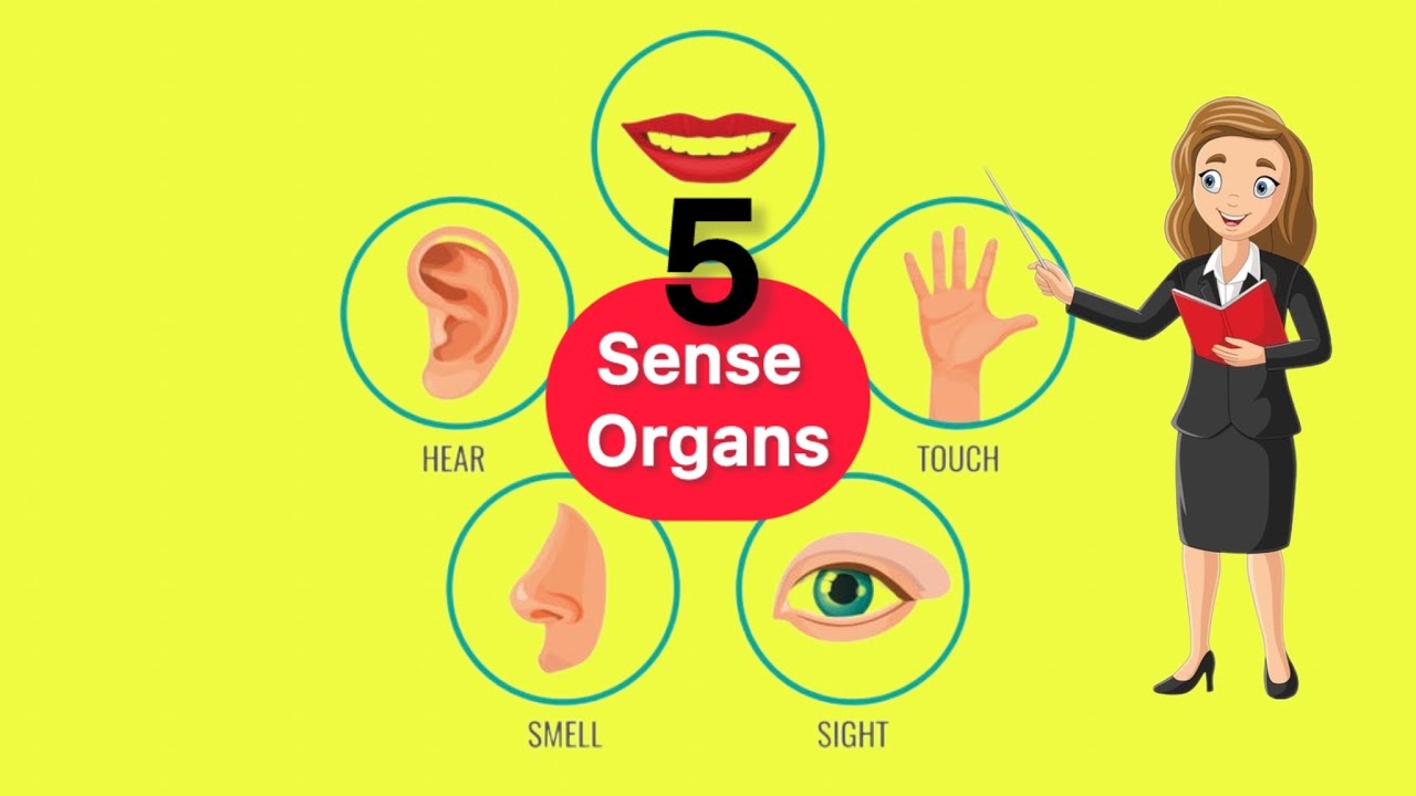 5 Sense Organs and Functions |Sense Organs Functions|Sense Organs| Five ...