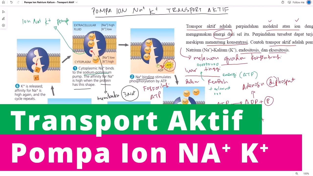 Mekanisme Transport Aktif Pompa Ion Natrium Kalium - YouTube