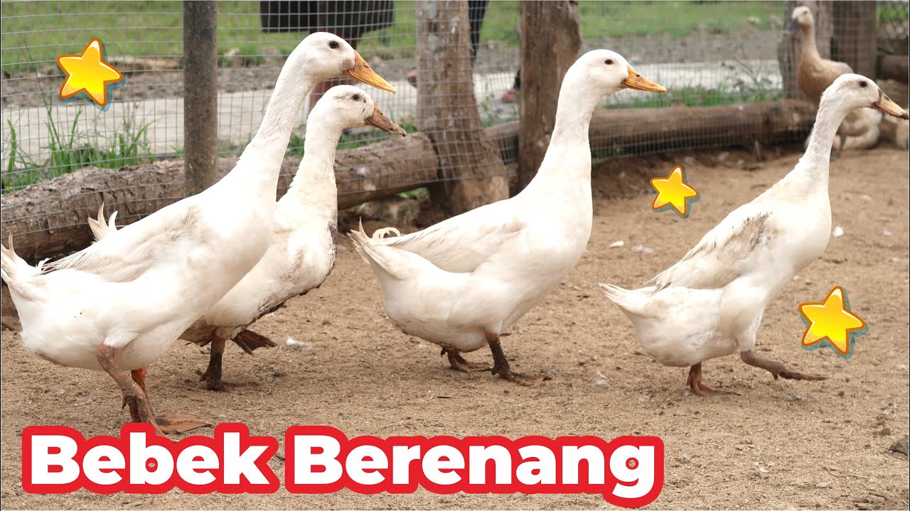 BEBEK BERENANG CIT CIT CUIT , LAGU BEBEK VIRAL DI TIKTOK , BEBEK LUCU ...