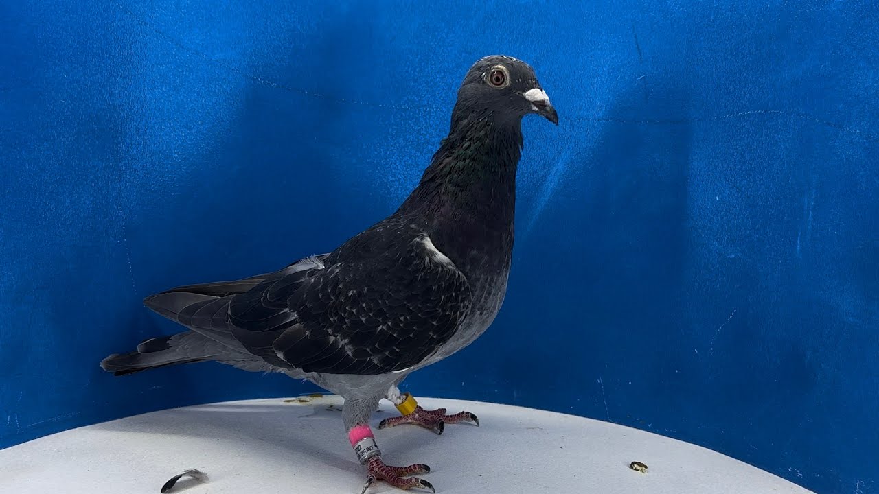 Gordon pigeons re-homing and update what happening around here. - YouTube