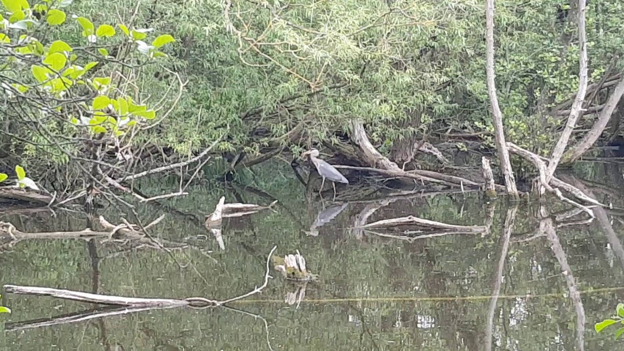 Plants Brook Nature Reserve - YouTube