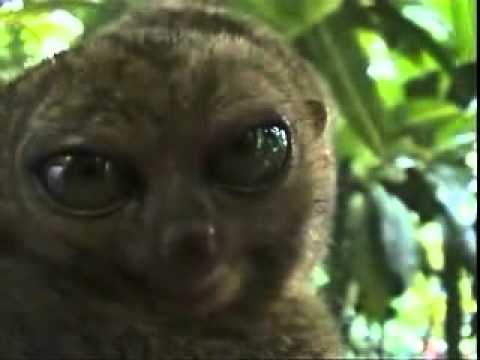 Dramatic Lemur superbastardo - YouTube