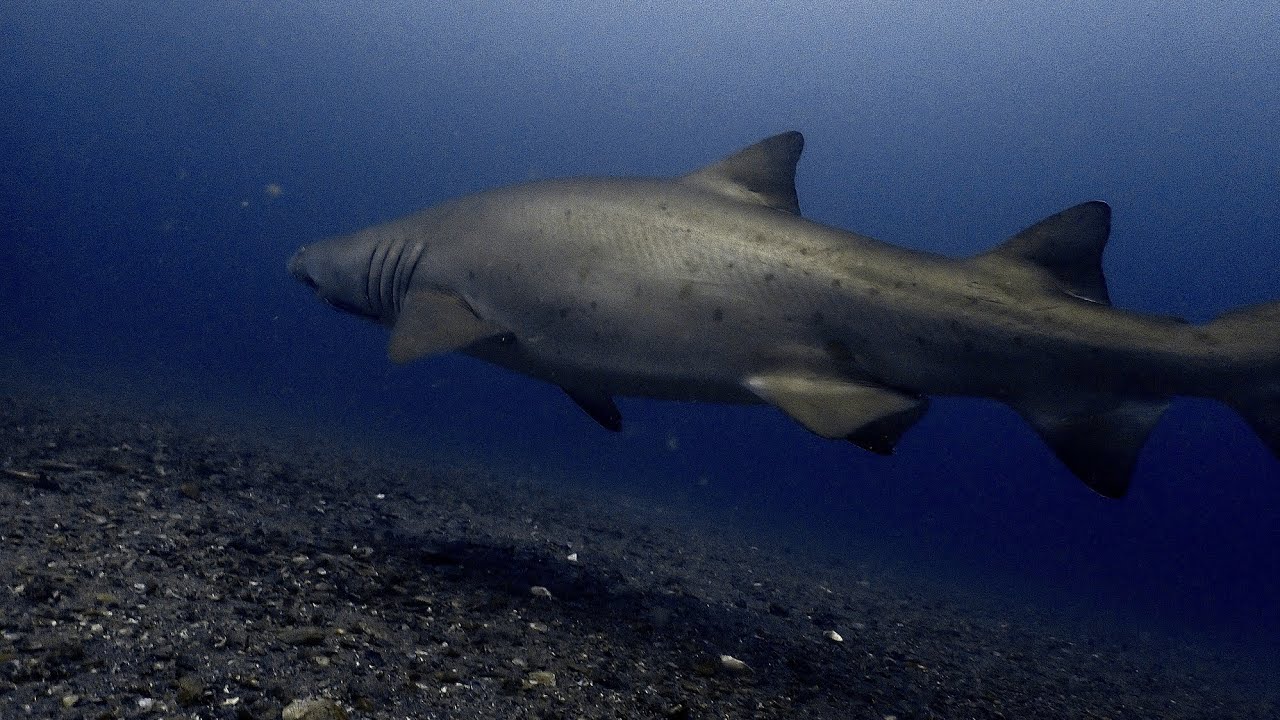 Shark and Wreck Diving - YouTube