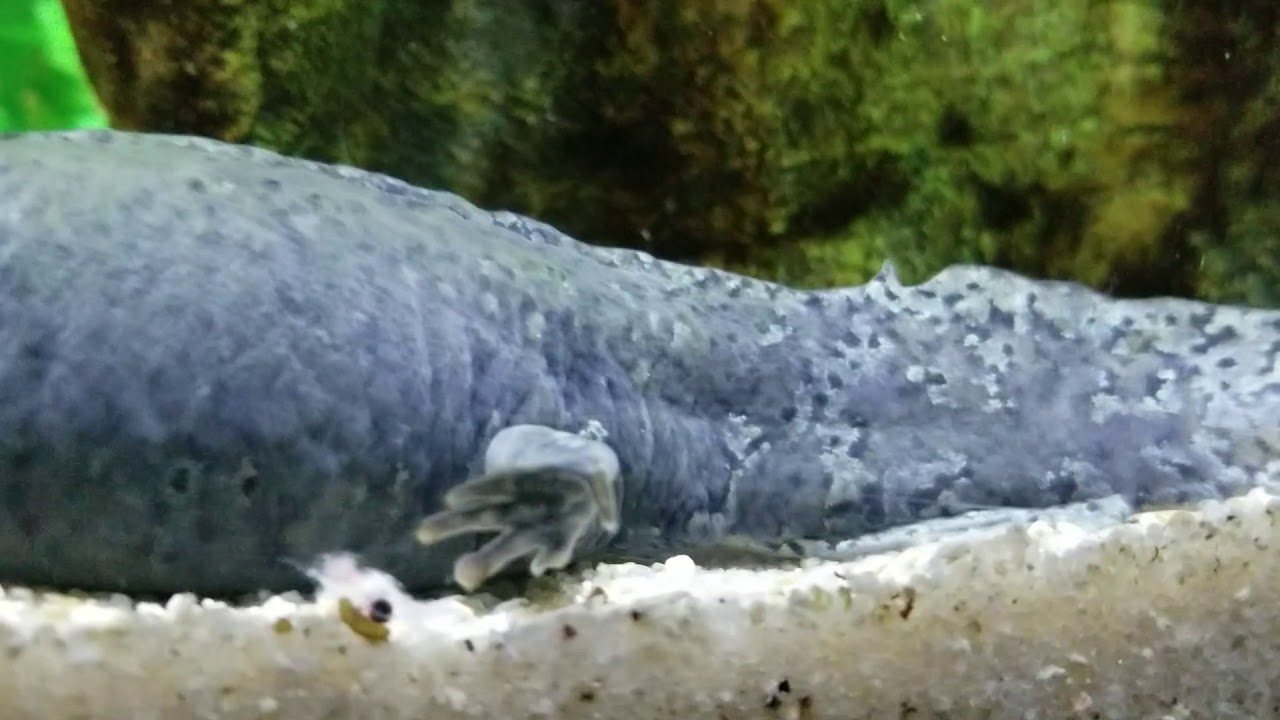 2 full grown axolotl - YouTube