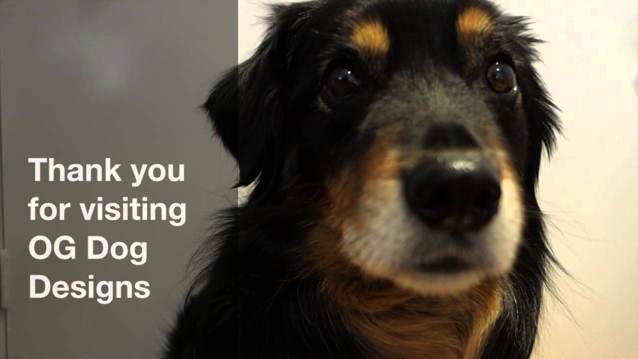 Cute Dog Waves Goodbye - YouTube
