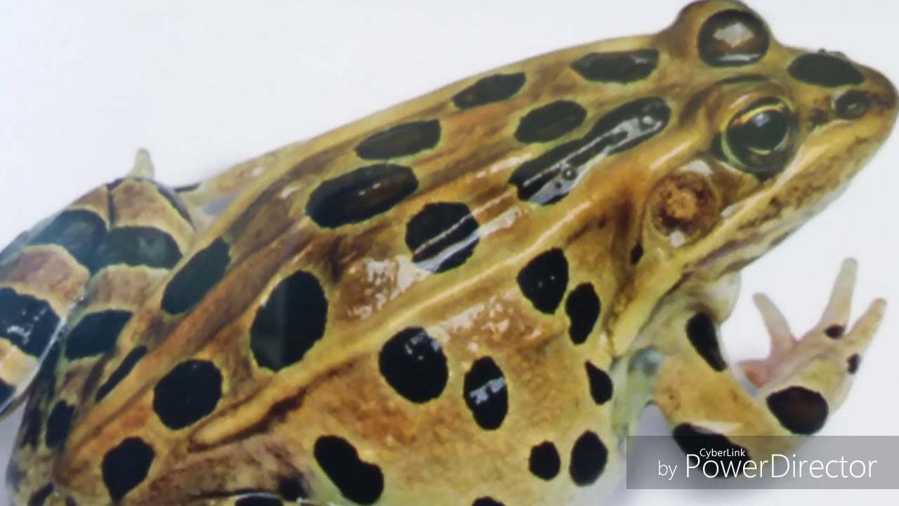 Northern Leopard Frog Sound Tutorial - YouTube