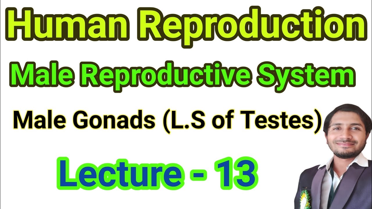 Human Reproduction or Reproductive Physiology (lecture -13) - YouTube