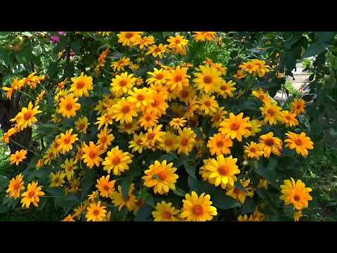 Yellow chrysanthemum flowers 🌼🌼.#shorts#flowers#flowers.@allnaturefruitsvegetablesa8989