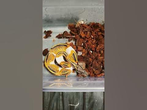 think I got to sale this cool ball python hatching to. he is doing well ...