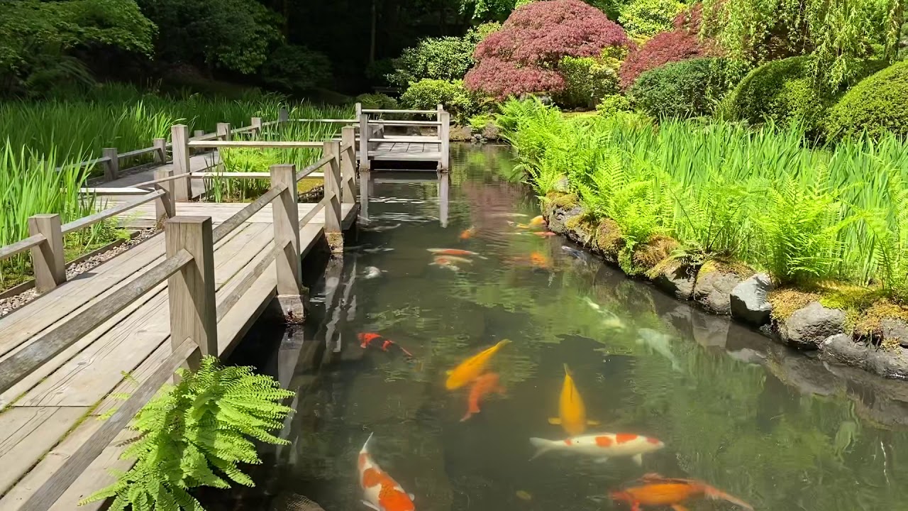 Koi by the Iris, part 2 - YouTube