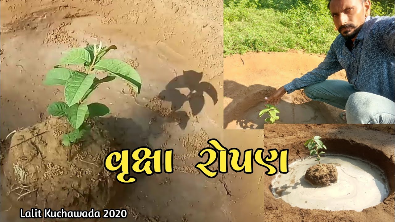 Vruxa Ropan Jamfal Plantation of trees|| વૃક્ષા રોપણ જામફળ ||Amarud ...