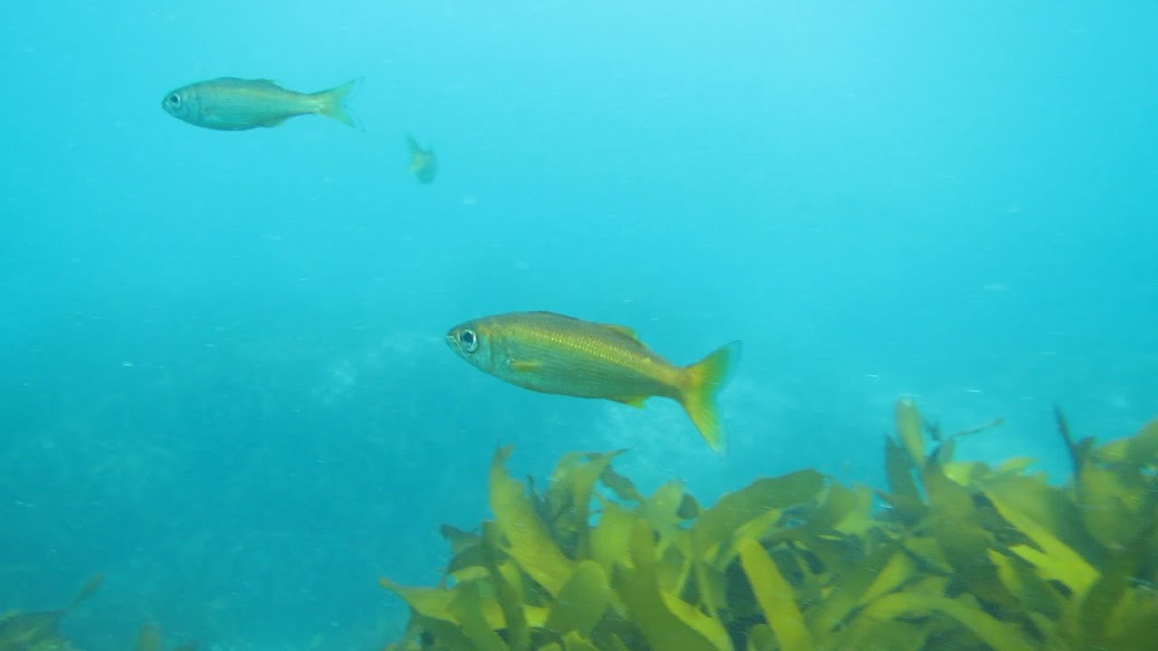 게르치(Scombrops boops,미성어)~Gnomefish - YouTube