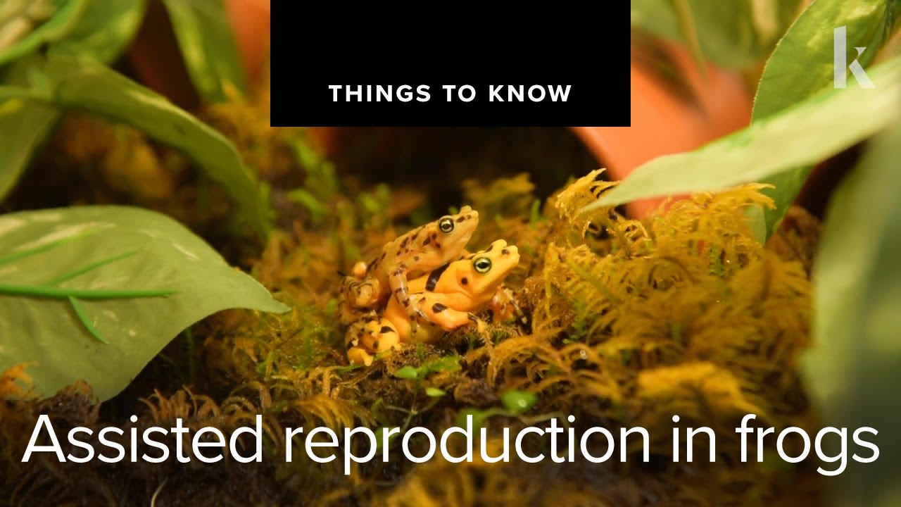 Inside the fertility clinic for frogs | Things To Know - YouTube