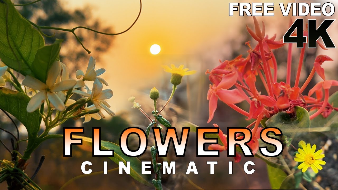 Flowers || Multiple Flowers || Cinematic || No Copyright || stock ...